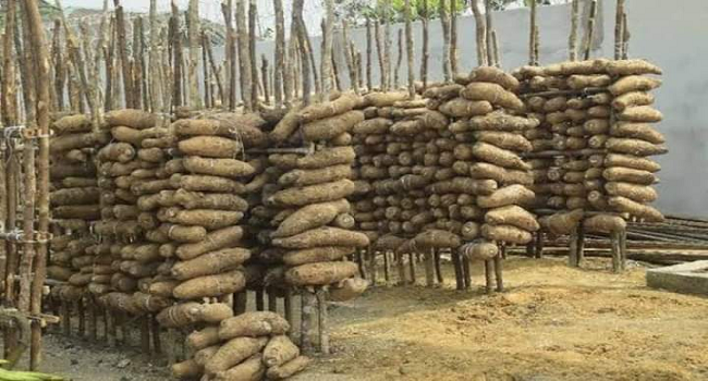 The importance of yams in Igbo cosmology - 365Daily